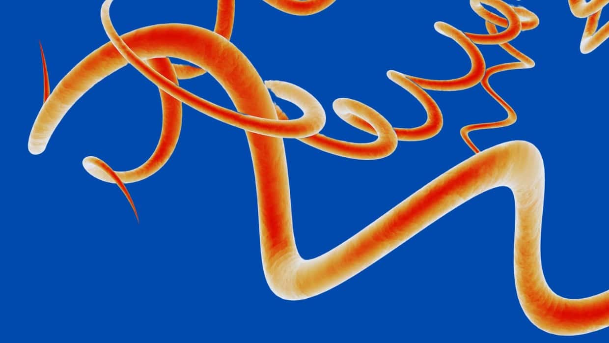 Yaws, the rare bacterial infectious disease: All you need to know