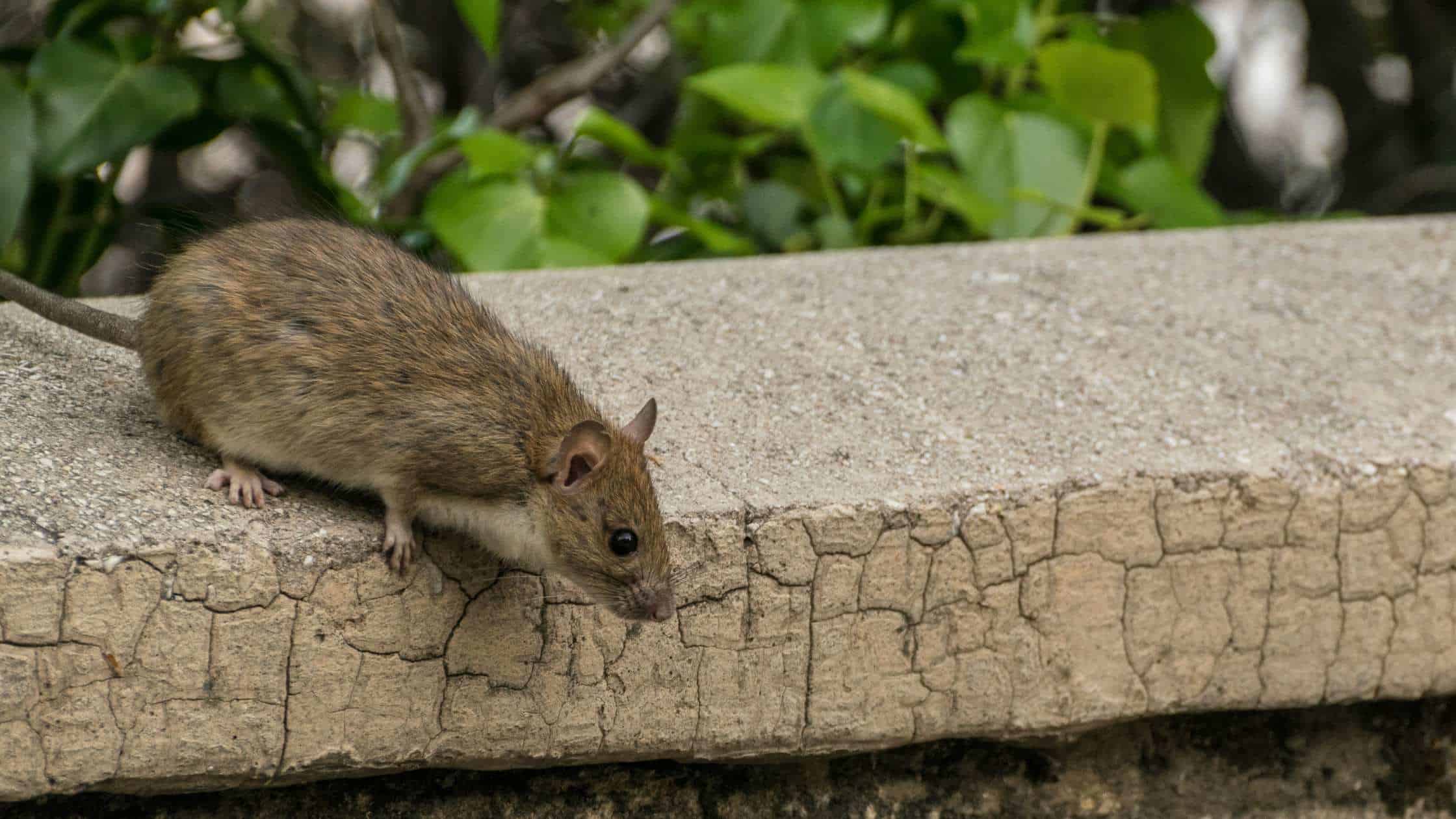 Advancing Research in Rodent-Borne Zoonotic Diseases with GIDEON